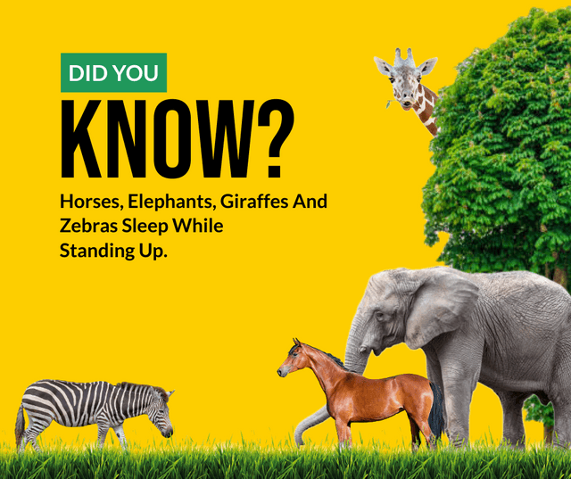 Did You Know Animal Facts Facebook Post Template