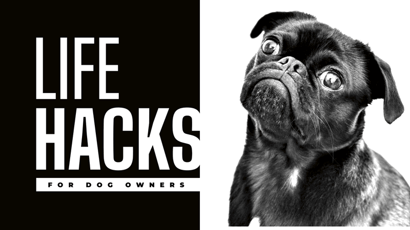 Free Editable Pets YouTube Thumbnail Templates | Picmaker