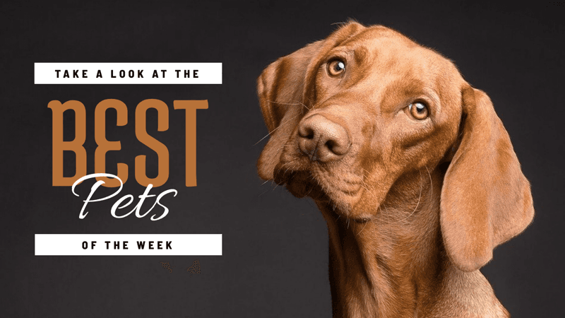 Brown Dog Best Pets YouTube Thumbnail