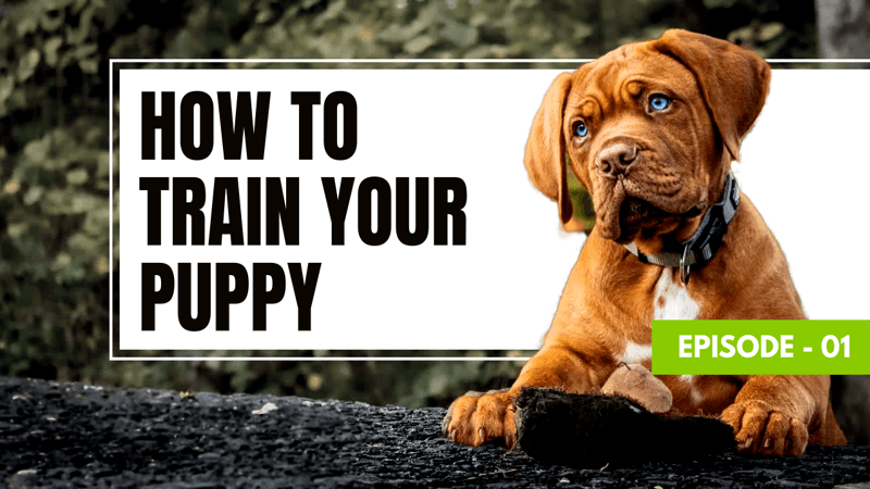 Free Editable Training YouTube Thumbnail Templates | Picmaker